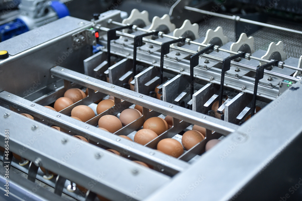Eggs production and processing farm. Details with factory processing ...