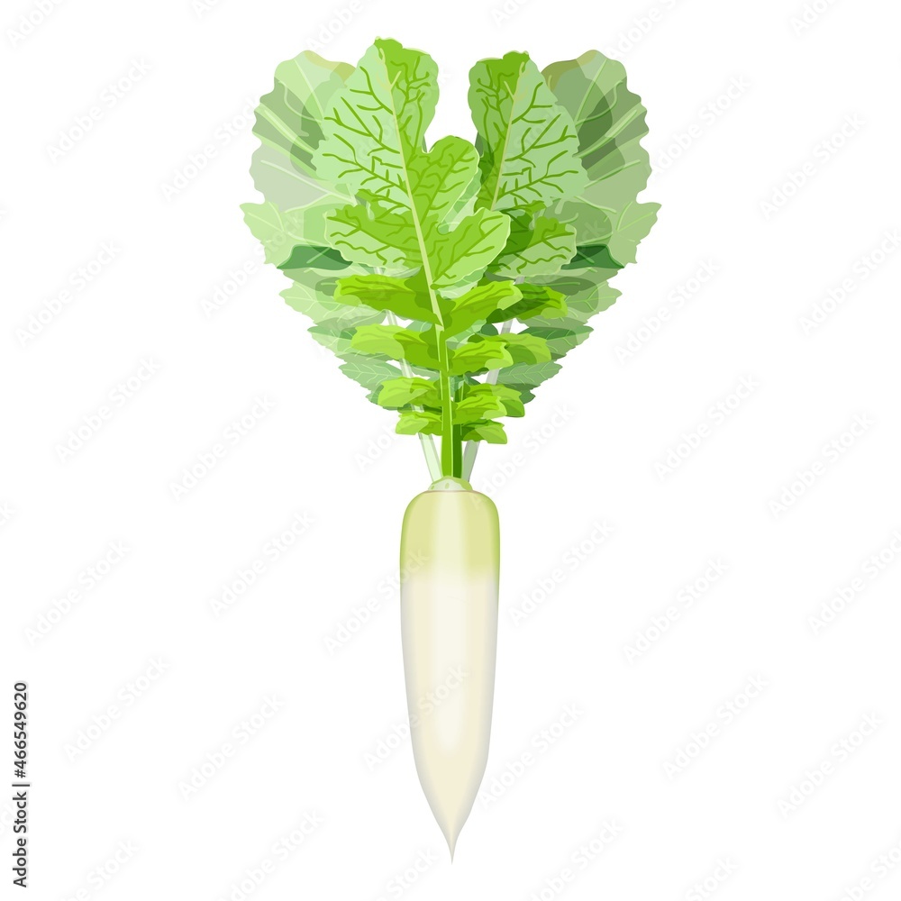 Daikon, Japanese Radon, White Chinese Radish, mooli, Sweet Radish ...