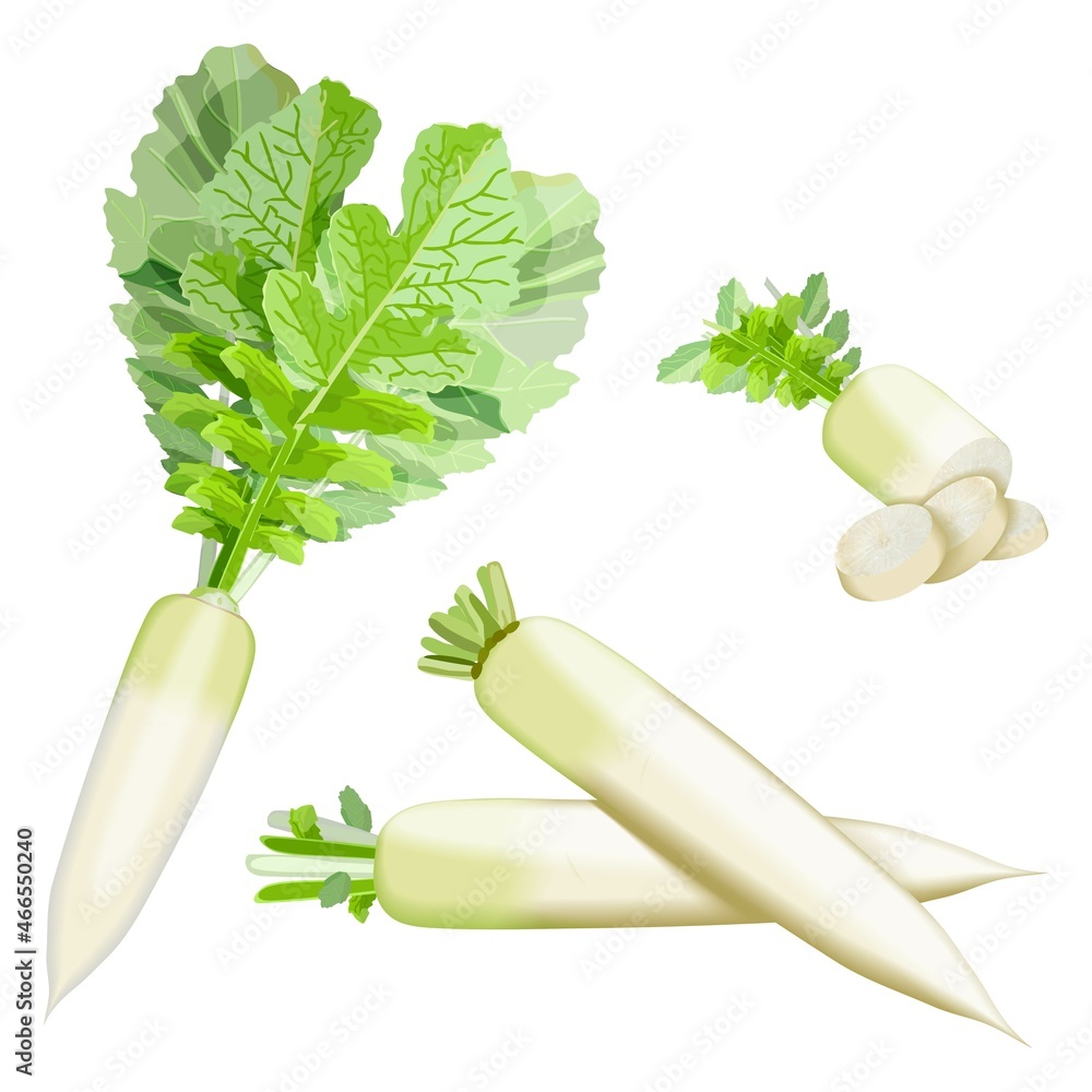 Set of daikon radishes for banners, flyers, posters, cards. Whole, half ...