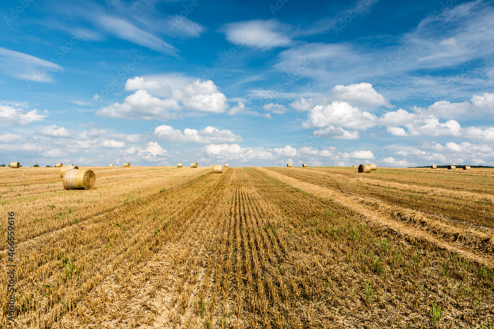 Hay Roles and mowed wheat plantations with a blue sky in summer at the ...