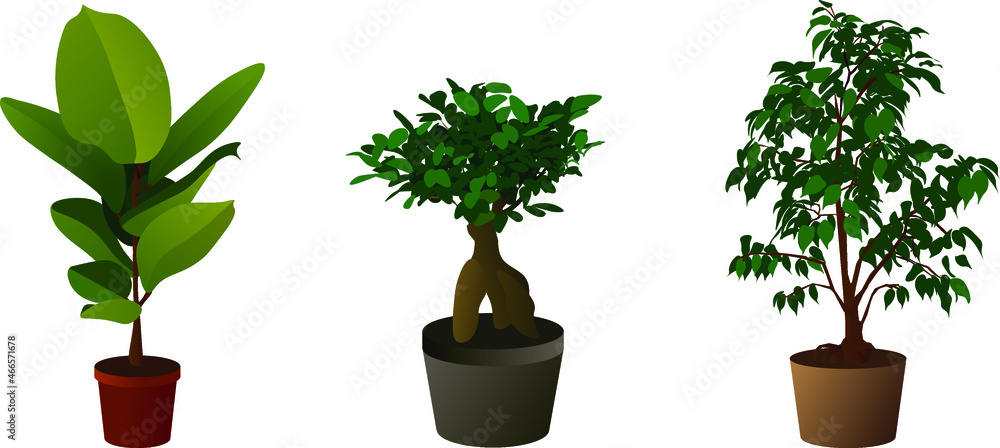 Illustrations of ficuses of different breeds. Ficus Benjamin, ficus ...