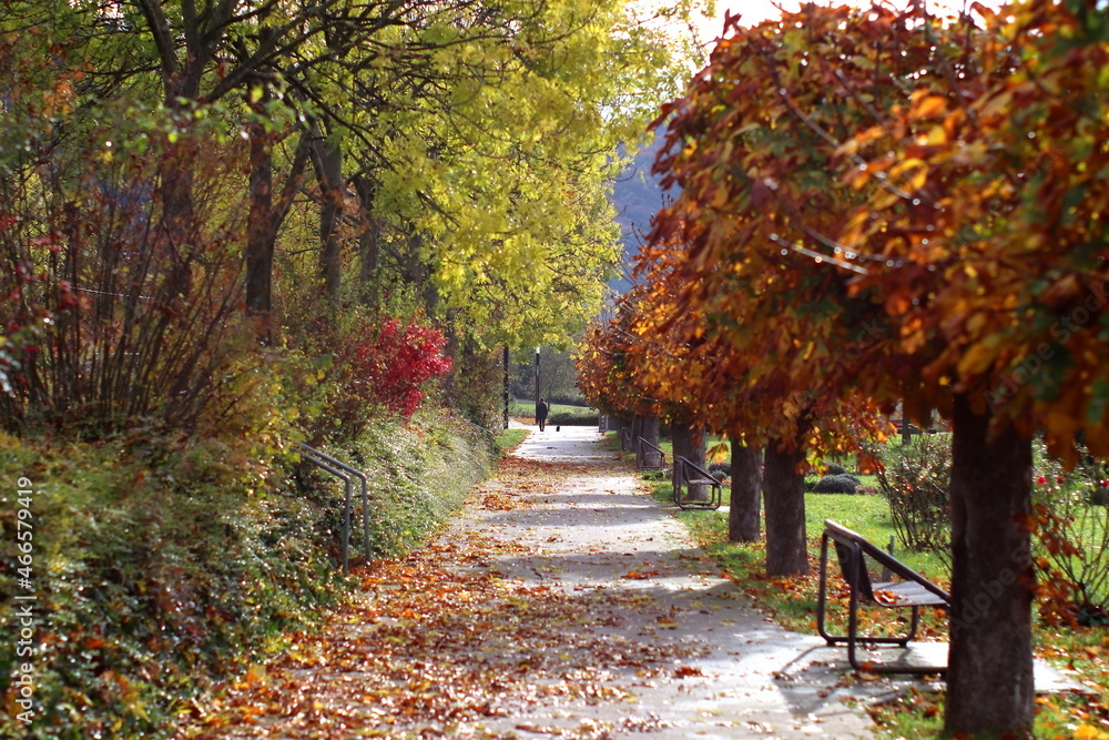 Fall scene. Bright orange tree leaves canopy over rest bench in autumn ...