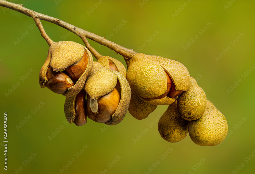 Seed pods of a red buckeye tree (Aesculus pavia). Seeds drop from the ...