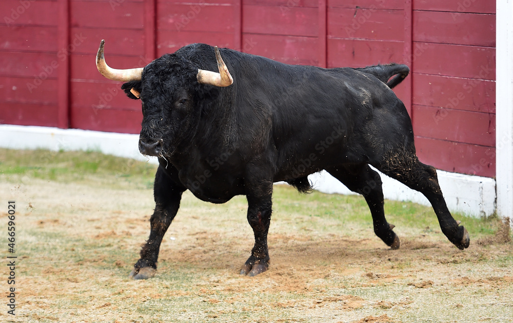 fighting bull with big horns running Stock Photo | Adobe Stock