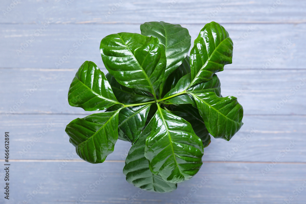 Beautiful coffee tree on color wooden background Stock Photo | Adobe Stock