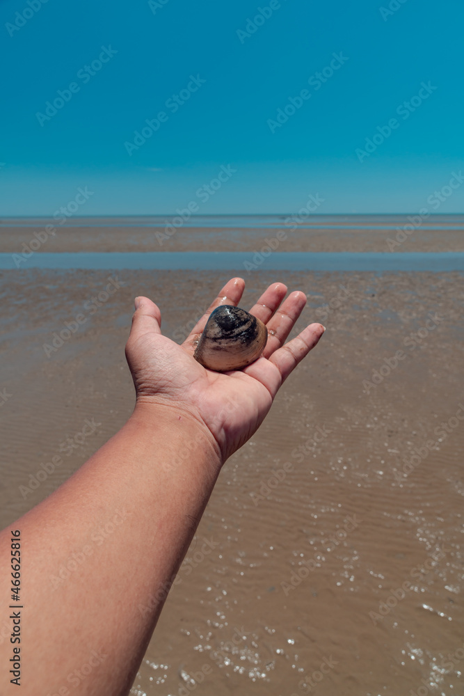 Large Sea Shells Are Commonly Found On The Shoreline Of East Kalimantan ...
