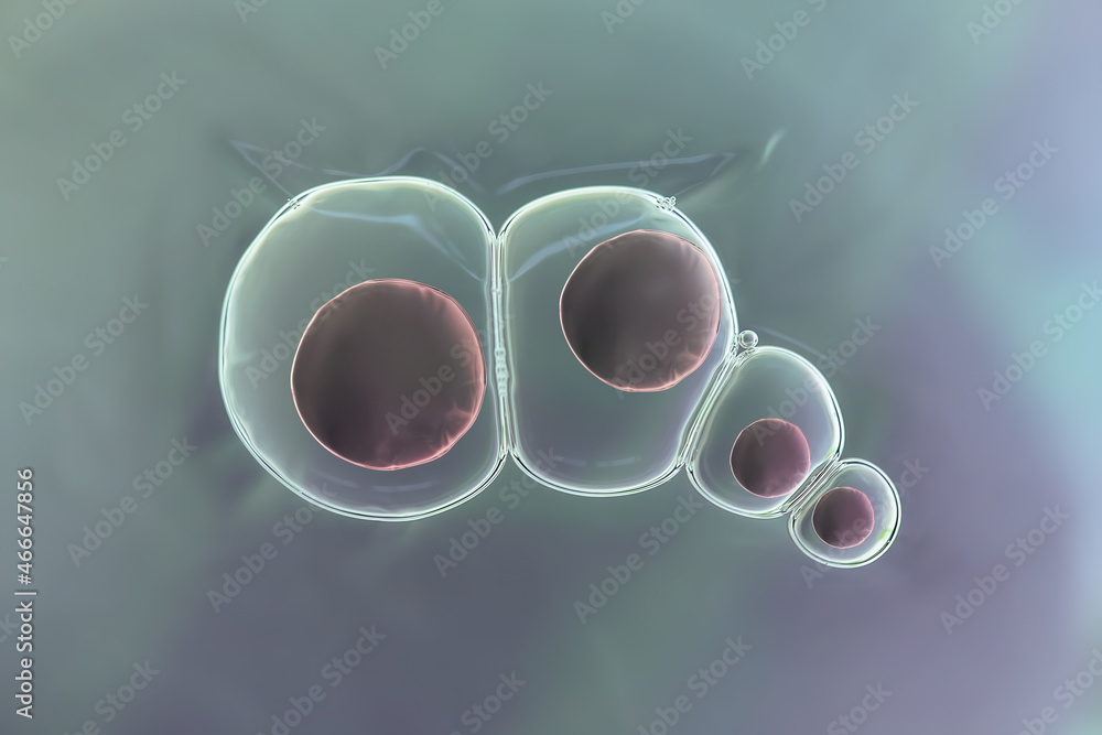 Cells division process, Cell divides into two cells Stock Illustration ...