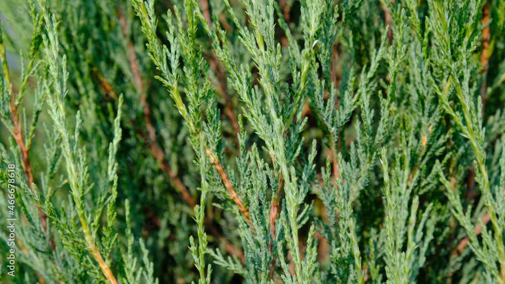 Juniper hedge texture as coniferous natural textured background. Green leaves of Rocky Juniper ...