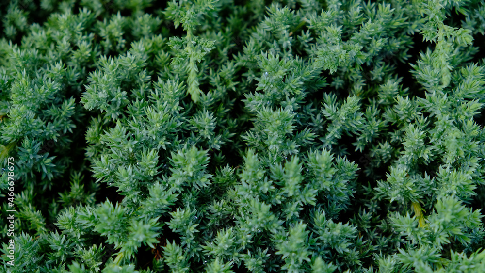 Dwarf Japanese garden juniper creeping - Juniperus horizontalis ...