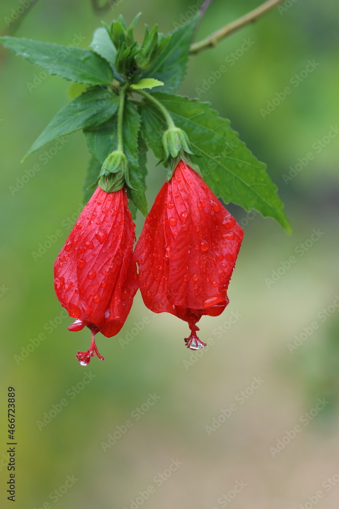 Malvaviscus penduliflorus (Turk's cap mallow, wax mallow, sleeping ...