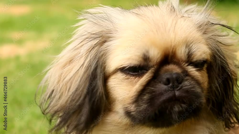 El perro pekinés o pequinés es una antigua raza canina de compañía ...