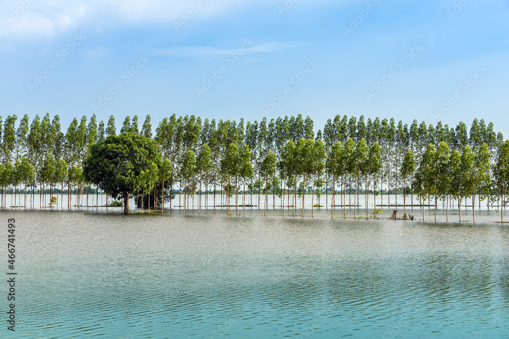 Scenic view of traditional flooded fields like a still lake on floating ...