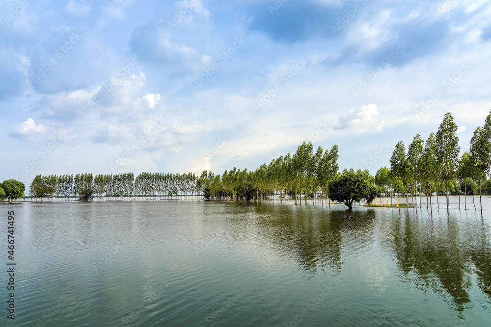 Scenic view of traditional flooded fields like a still lake on floating ...