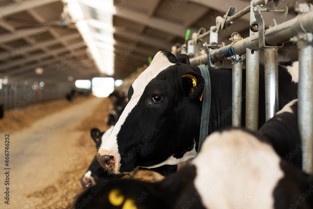Cow calves in a stall eat food on a dairy farm. Cattle breeding for the ...
