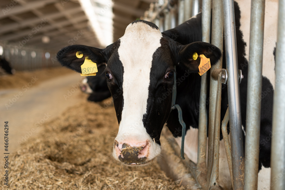 Cow calves in a stall eat food on a dairy farm. Cattle breeding for the ...