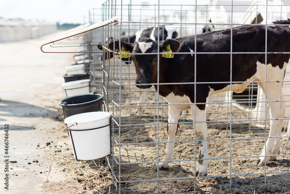 Cute little calf in individual enclosure. Cattle breeding, taking care ...