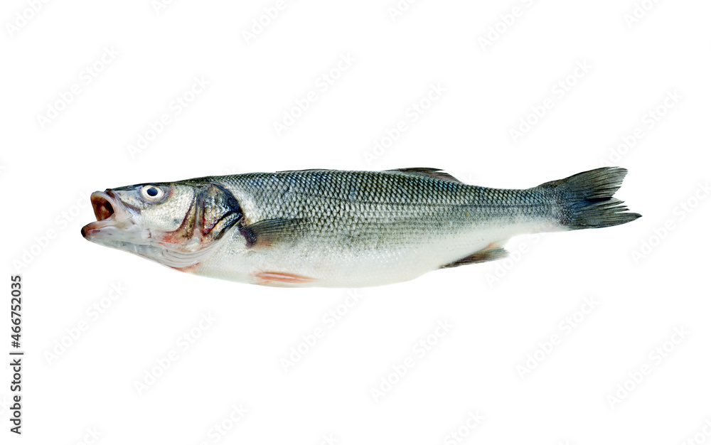 Fish sea bass isolated. Side view Stock Photo | Adobe Stock