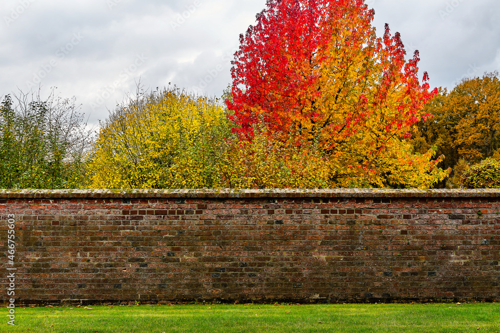 Foto de Bright red leaves of maple tree (Acer rubrum) behind an old ...