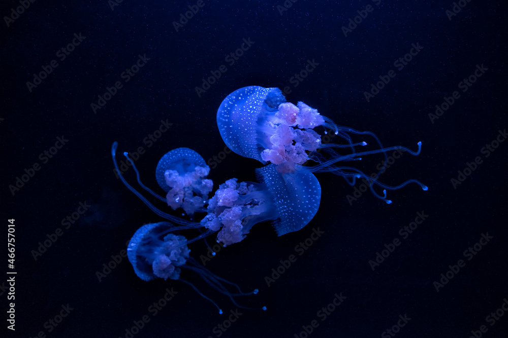 Group of blue jellyfish Phyllorhiza punctata (floating bell, Australian ...