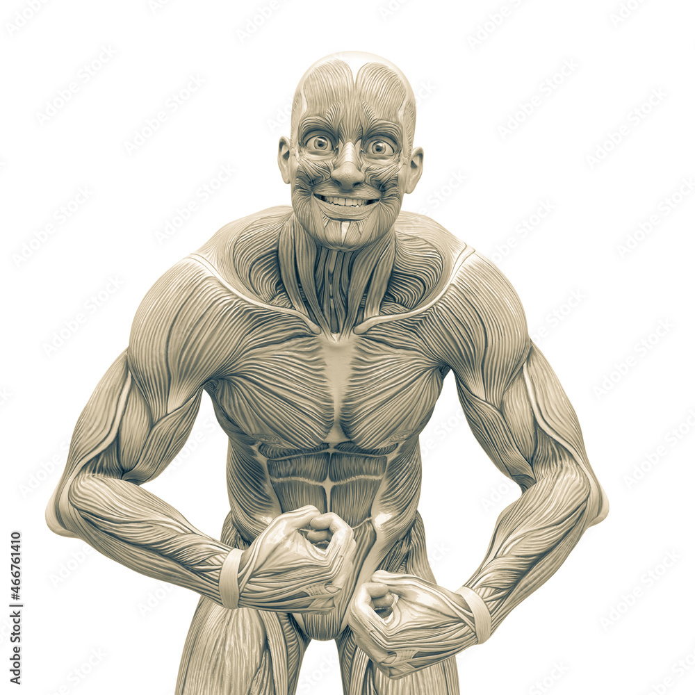 muscleman anatomy heroic body doing a bodybuilder pose three in white ...