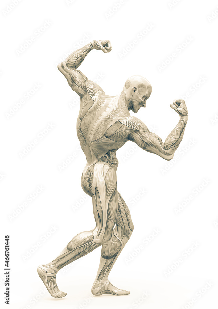 muscleman anatomy heroic body doing a bodybuilder pose two in white ...