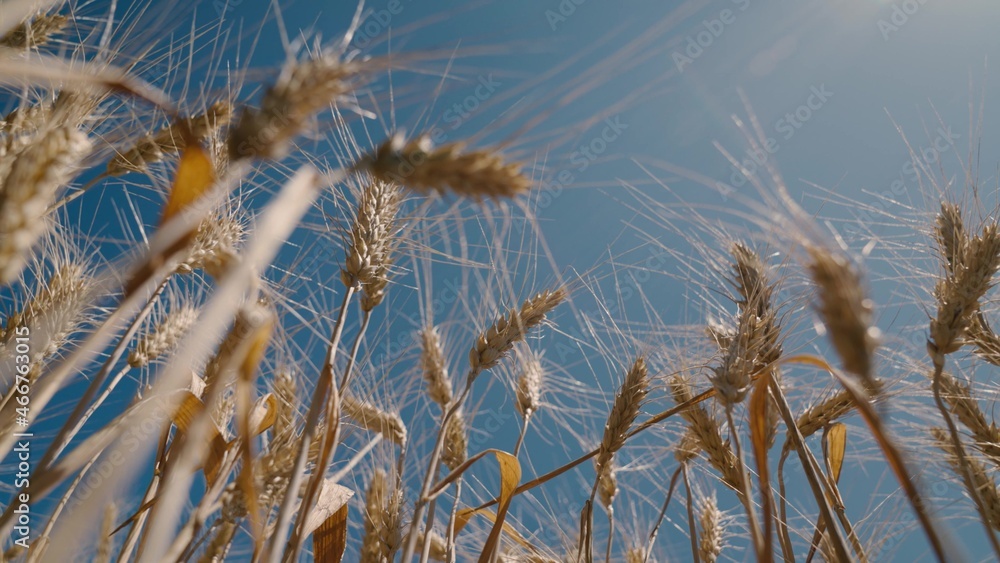 ears of wheat against background of blue sky, cultivation of cereal ...