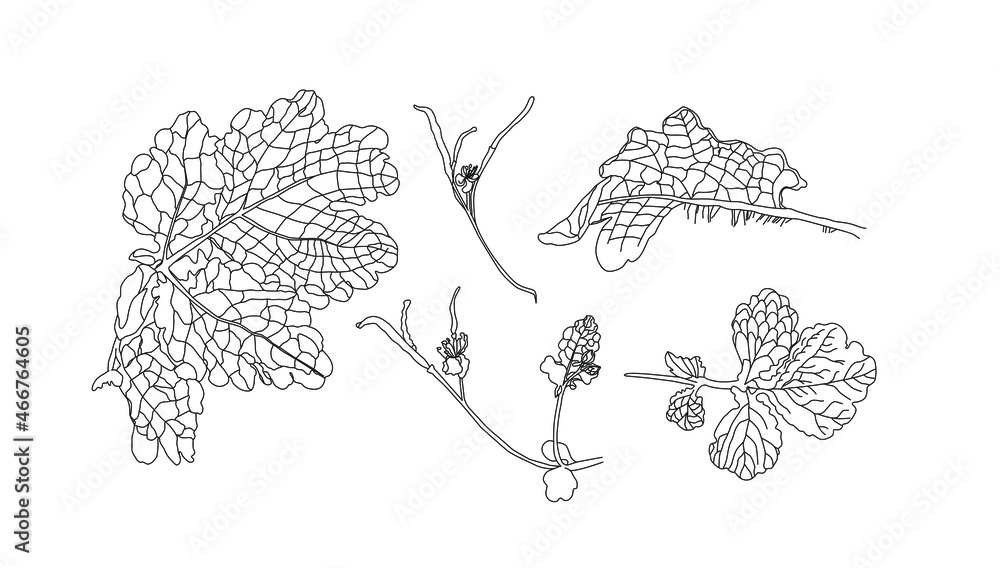 Annual herbaceous plant celandine, celandine root, MEDICINAL PLANT. NON ...