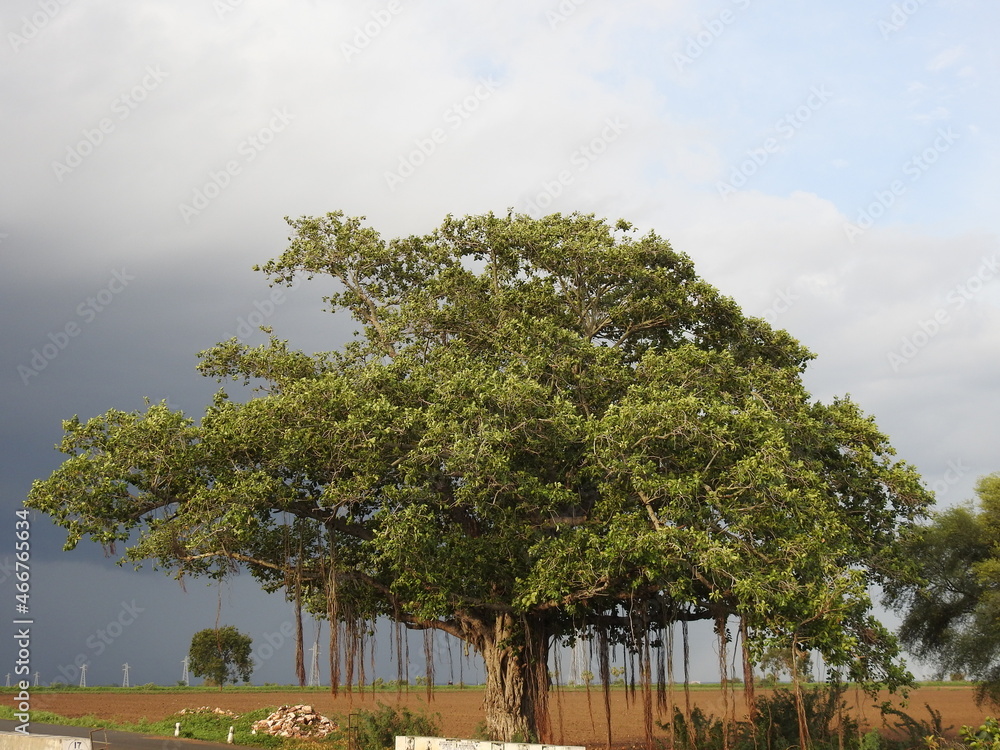 Big Banyan Fig (Ficus benghalensis) with beautiful nature black clouds ...