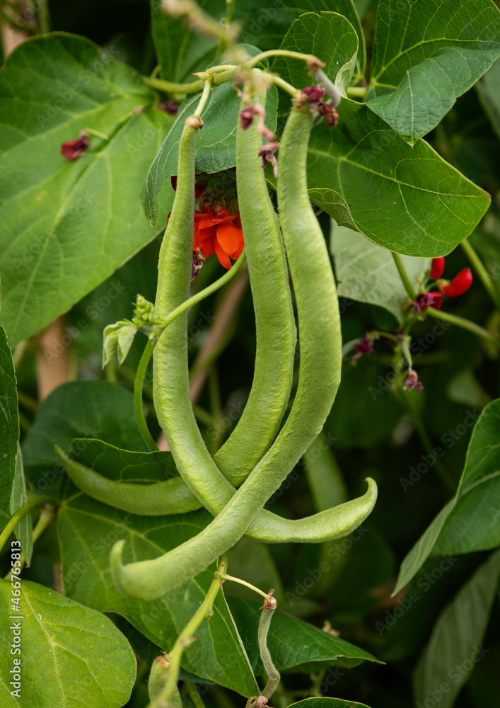 Runner beans growing in a vegetable plot ready for harvesting. Stock ...