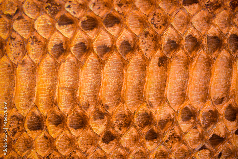 Skin reptile brown crocodile skin texture snake background close-up ...