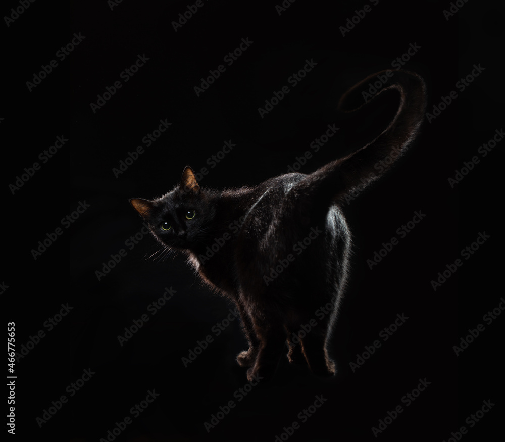 A beautiful adult black cat turned around and looked back in surprise ...