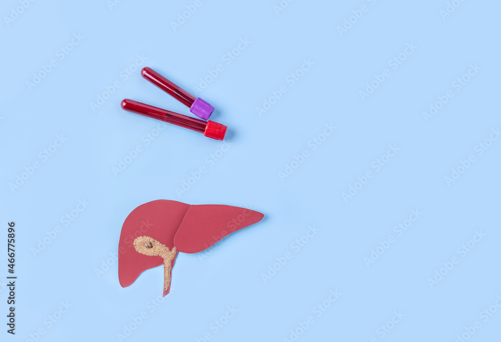 paper model of a human liver with a gallbladder made of sand and a test ...