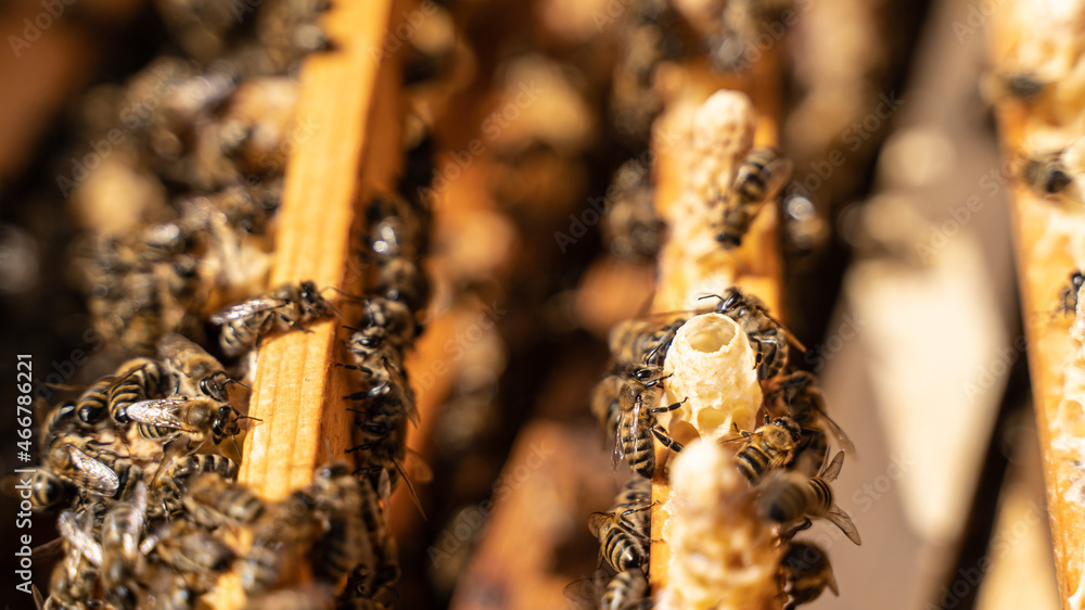 Bees, organic honeycomb with royal jelly close up. Woman beekeeper ...