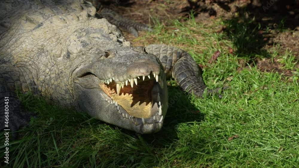 Female American Crocodile turning head to look at camera and opening ...