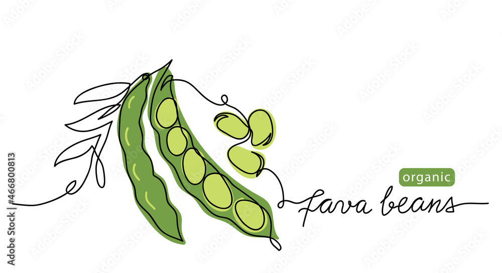 Fava beans simple color vector illustration. One continuous line art ...