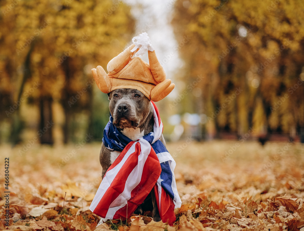 The dog sits in the park wearing a turkey hat for Thanksgiving. US flag ...