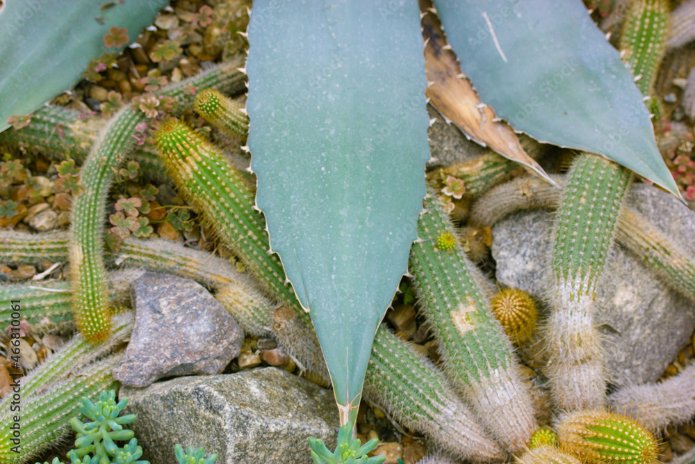 Cactus in botanical garden. Cactuses view from above. Group of ...