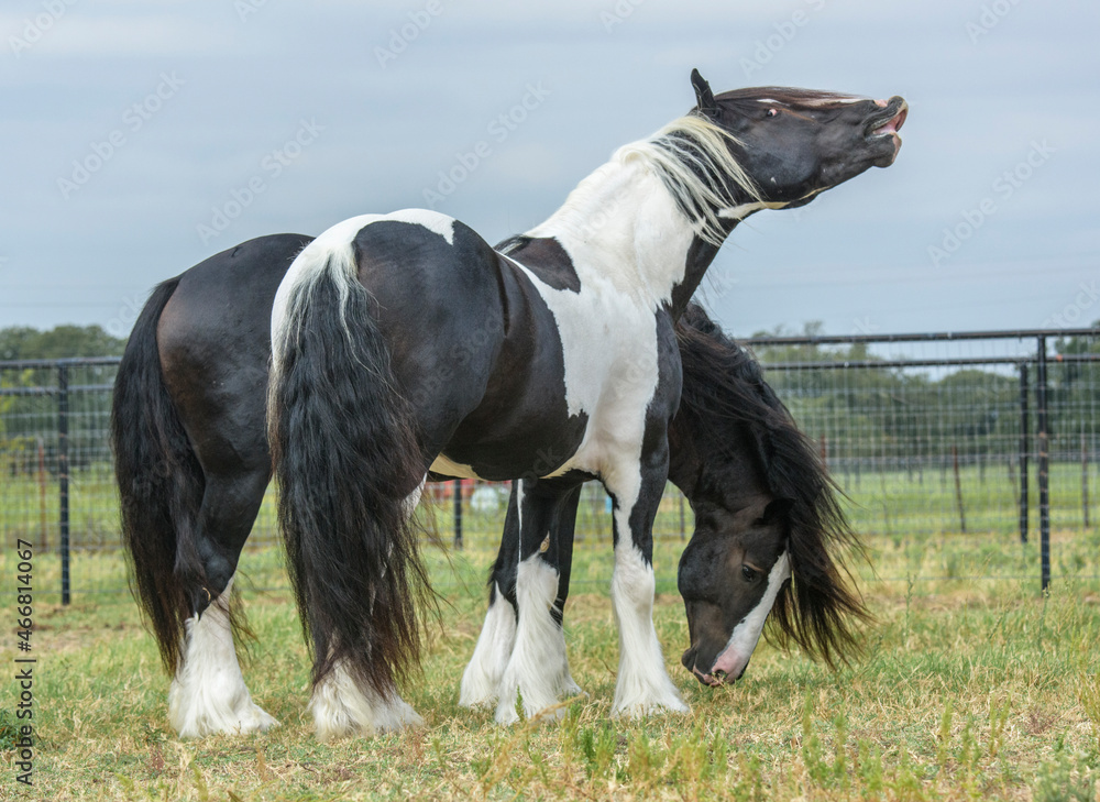 4 year old Gypsy Vanner Horse stallions flemen sniff the air Stock ...
