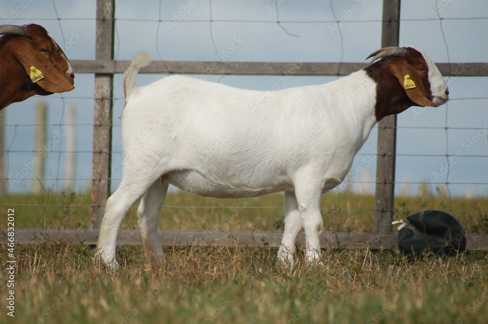 Beautiful female Boer Goats on the farm Stock Photo | Adobe Stock