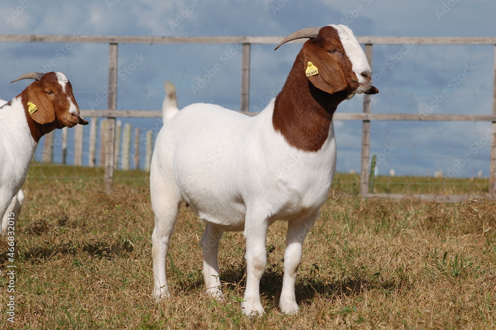 Female Boer Goats