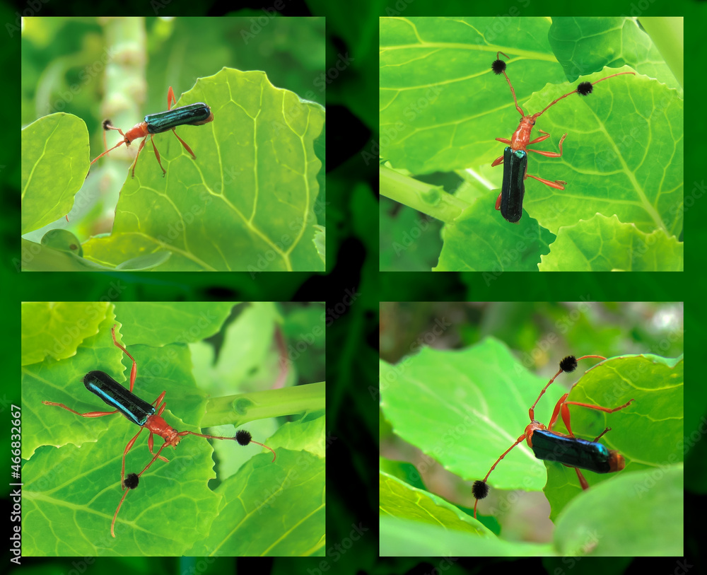 High resolution image of the rare longhorn beetles in four different ...