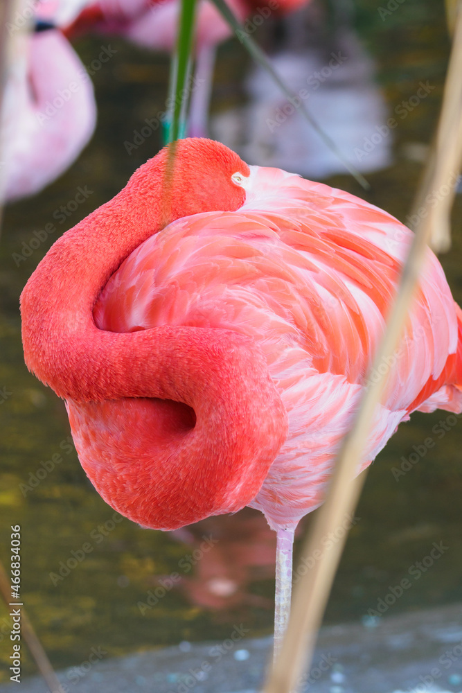 Foto de Flamingo curled up on one leg with its head in feathers. do ...