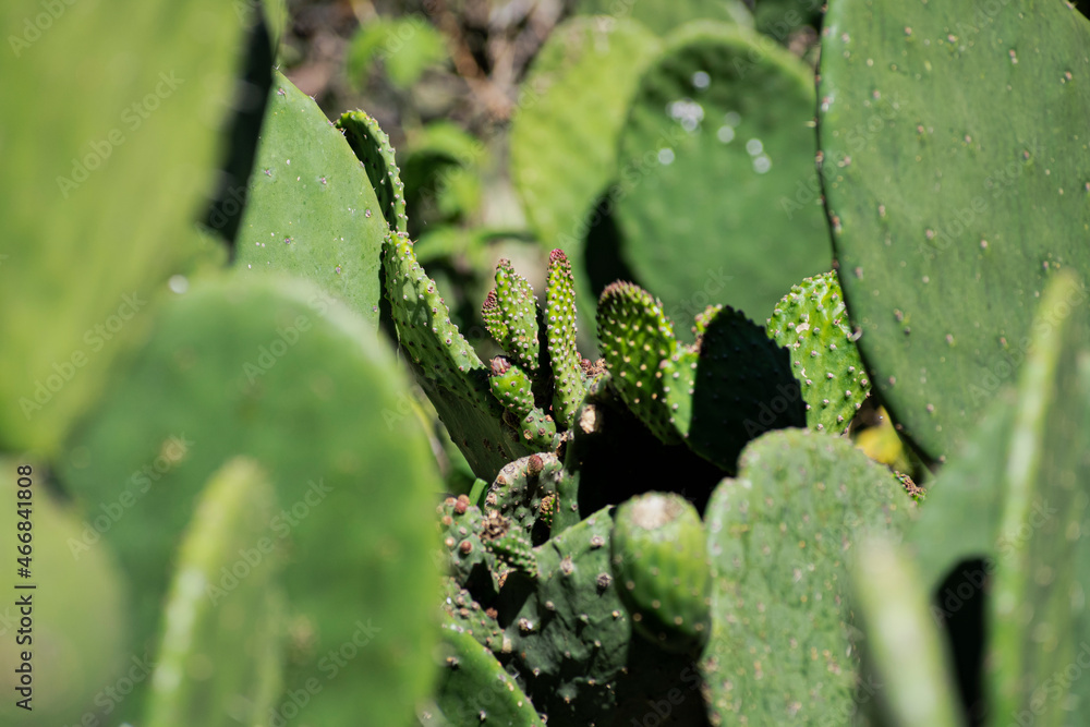 flora y fauna en la nopalera Stock Photo | Adobe Stock