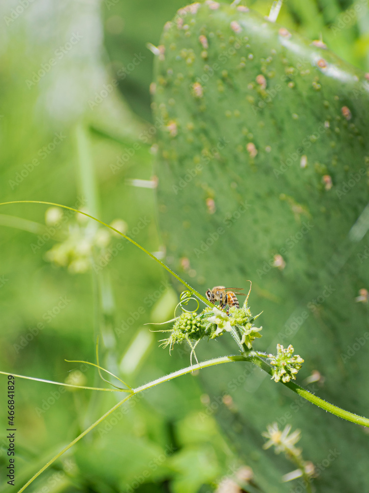 flora y fauna en la nopalera Stock Photo | Adobe Stock