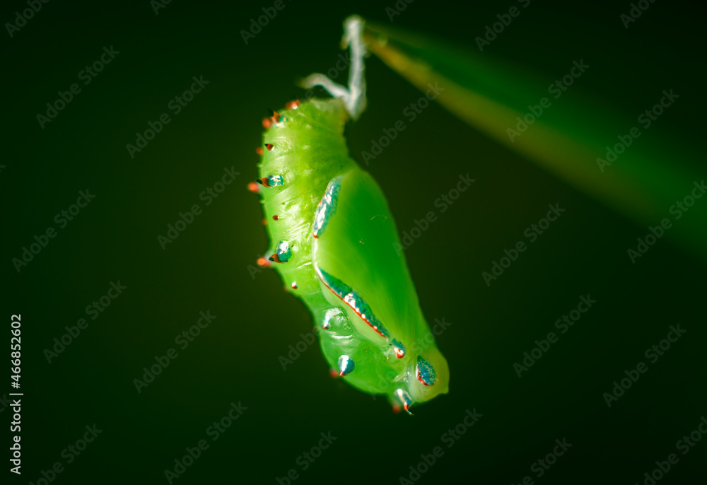Green Pupa Stage in the life cycle of a butterfly, Spotted rustic is ...