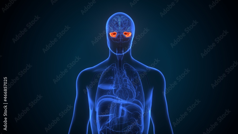 3d illustration of human Brain orbital gurus anatomy. Stock ...