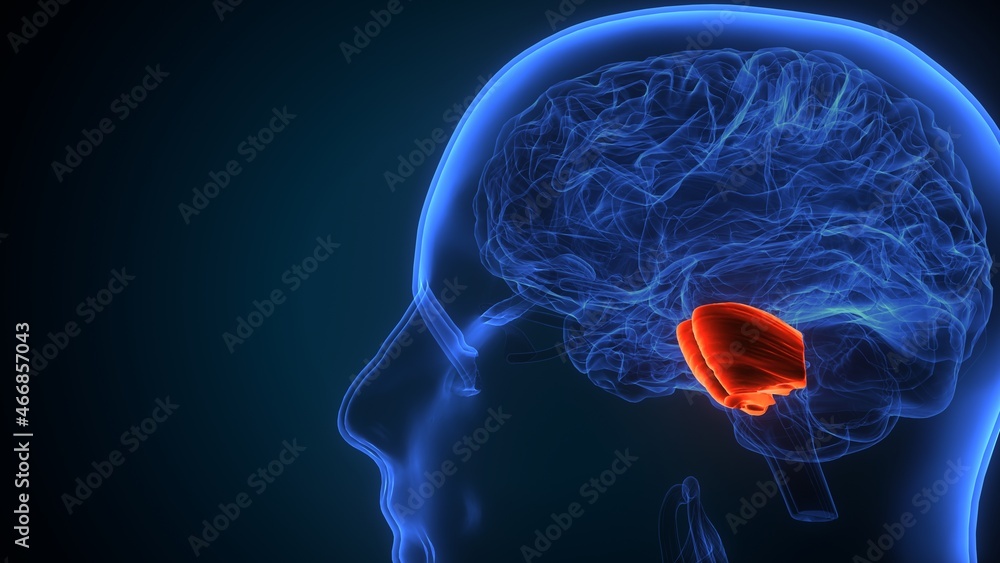 3d illustartion of human brain pons anatomy. Stock Illustration | Adobe ...