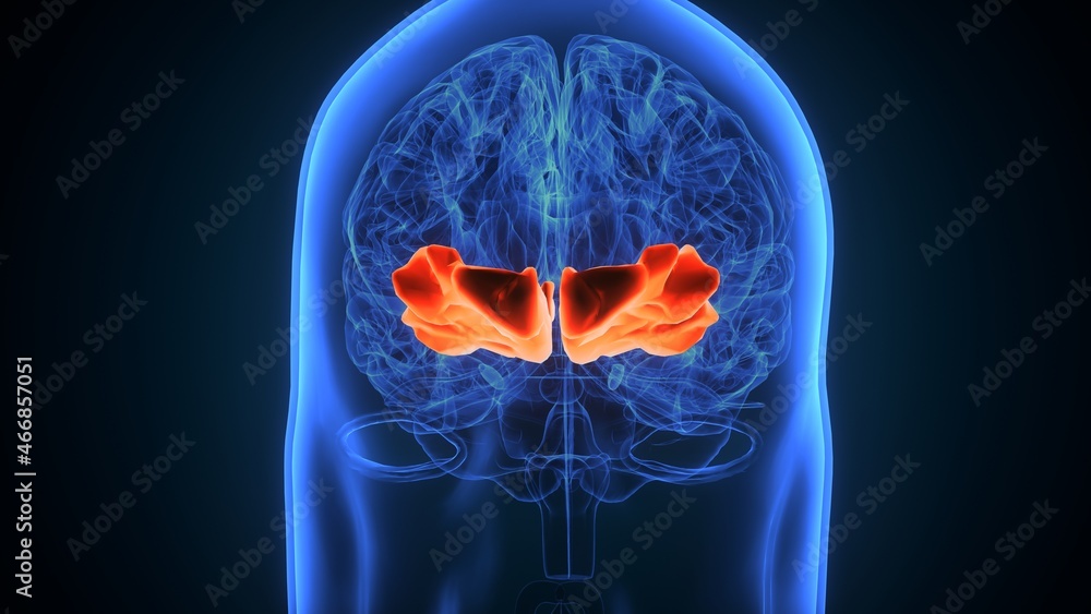 3d illustartion of human brain fusiform gyrus anatomy ilustración de ...