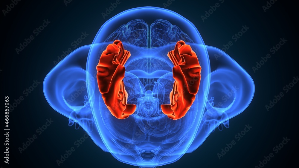 3d illustration of human brain Brain inferior frontal gyrus Anatomy ...