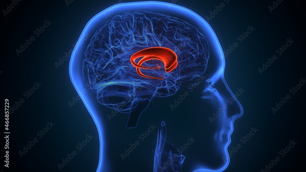 3d illustration of human Brain fornix of forebrain Anatomy. Stock ...